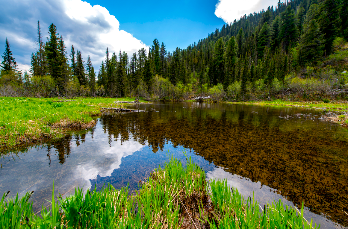 World Wildlife Day sparks the emergence of new biodiversity support and ...